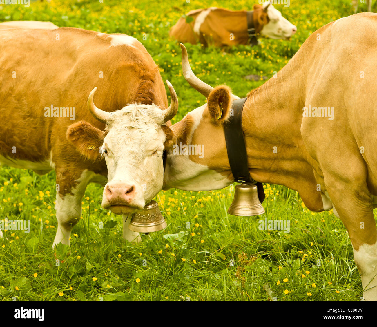 Farm animals in conversation hi-res stock photography and images - Alamy