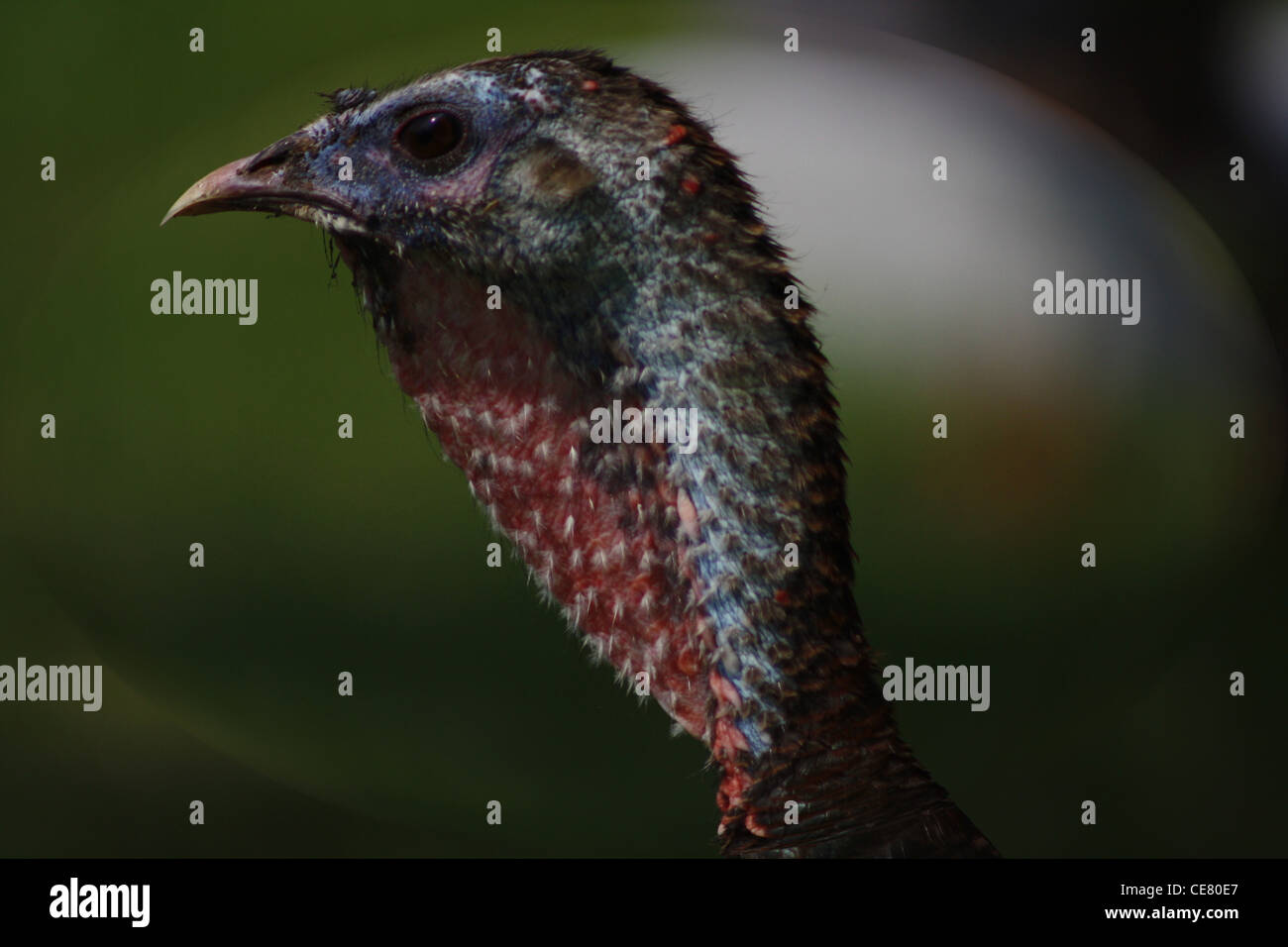 Hawaii wild turkey hi-res stock photography and images - Alamy