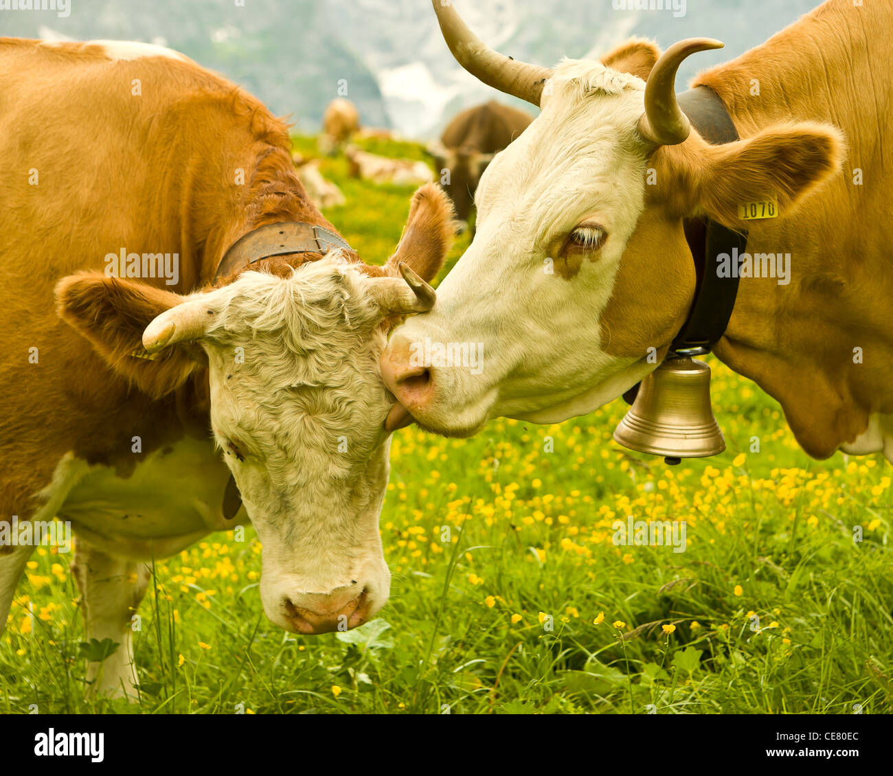 Cows butter hi-res stock photography and images - Alamy