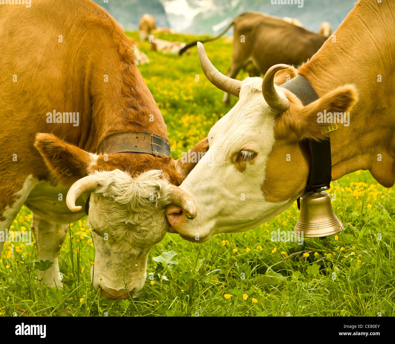 Cows butter hi-res stock photography and images - Alamy