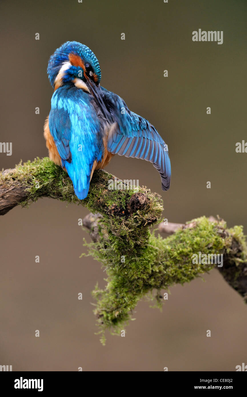 Common kingfisher (Alcedo atthis Stock Photo - Alamy