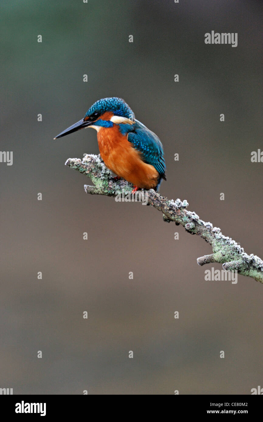 Kingfisher bird side view hi-res stock photography and images - Alamy