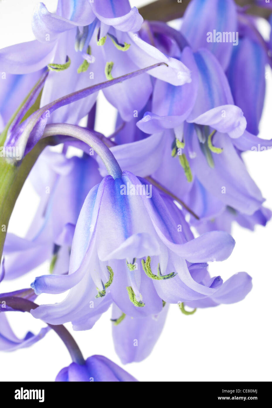 Bluebells close up hi-res stock photography and images - Alamy
