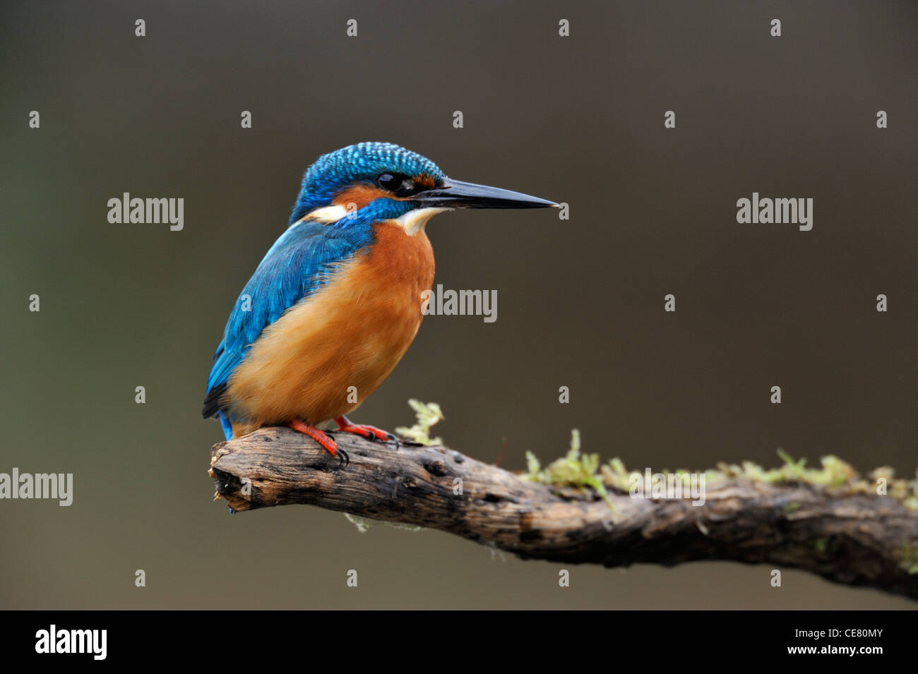 Common kingfisher (Alcedo atthis Stock Photo - Alamy