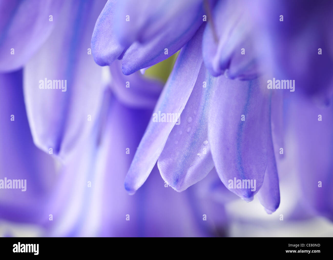 Bluebells in Close-up Stock Photo - Alamy