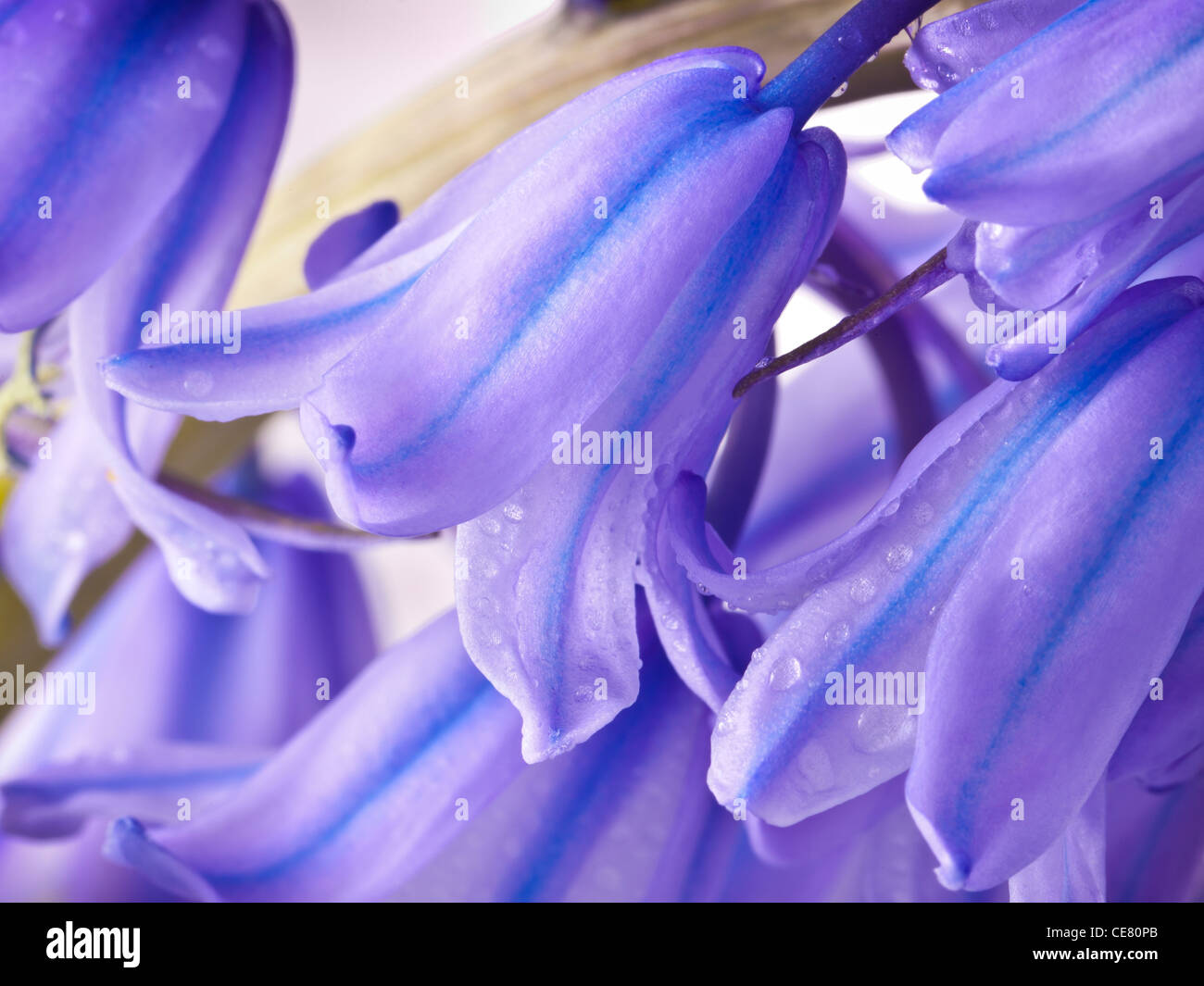 Bluebells in Close-up Stock Photo - Alamy