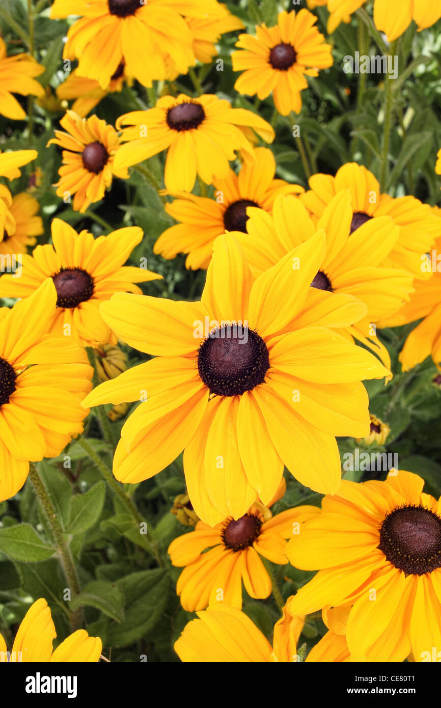 multiple bright yellow flowers Stock Photo - Alamy
