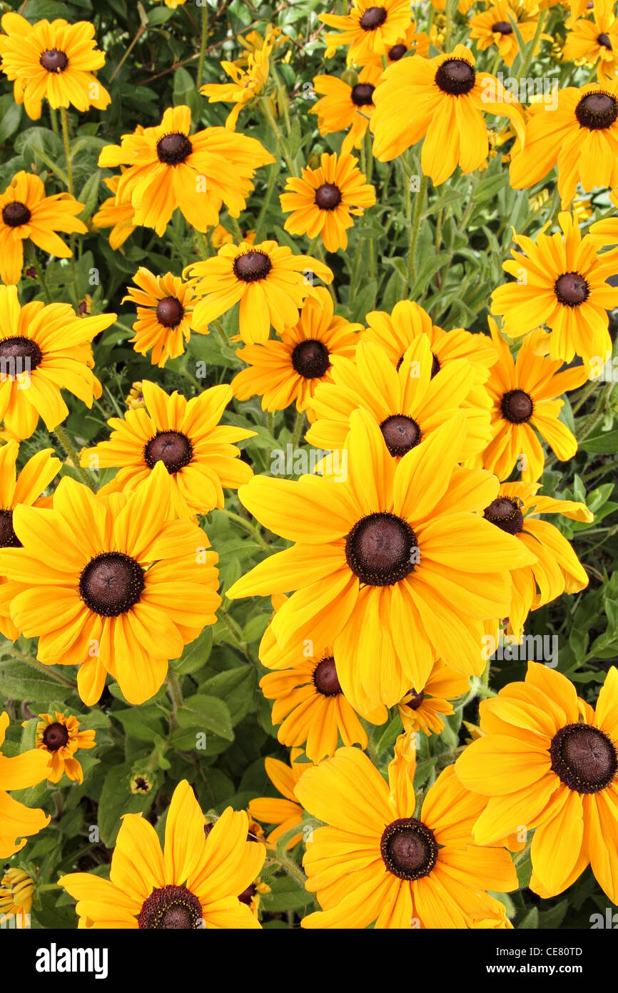 multiple bright yellow flowers in a garden Stock Photo - Alamy