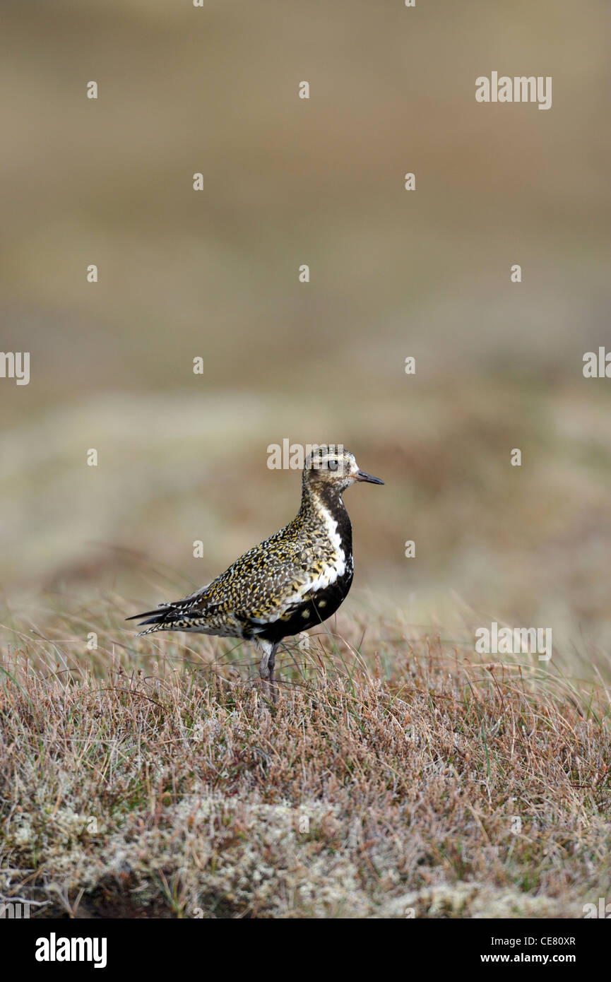 European Golden Plover (Pluvaris apricaria Stock Photo - Alamy