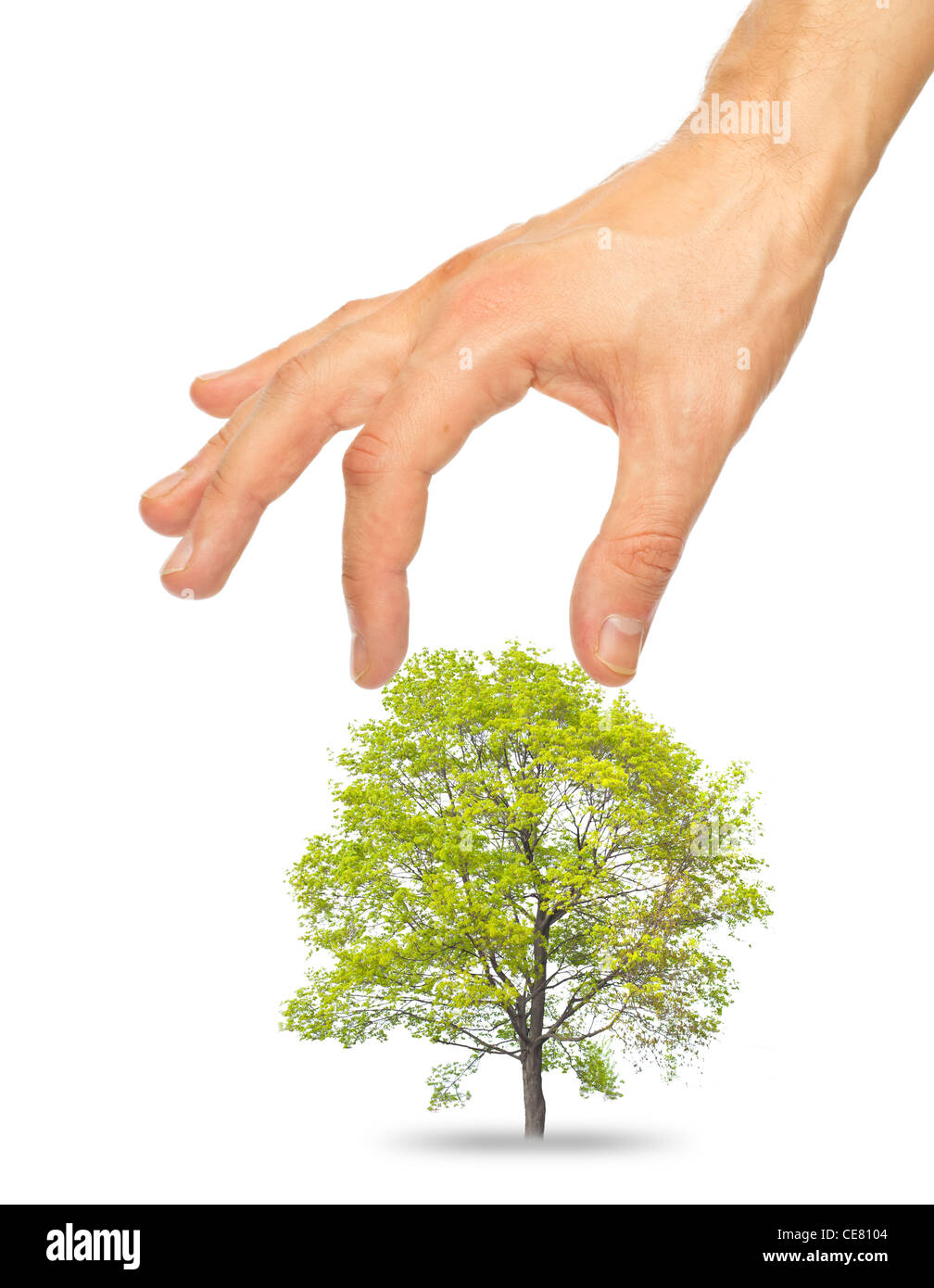 Hand holding tree isolated hi-res stock photography and images - Alamy