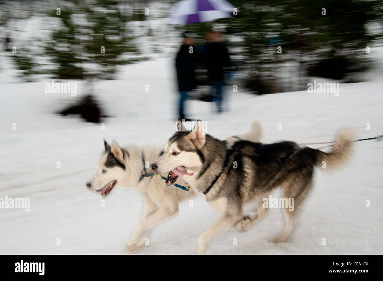 Annual Aviemore husky dog race held in Scotland Stock Photo - Alamy