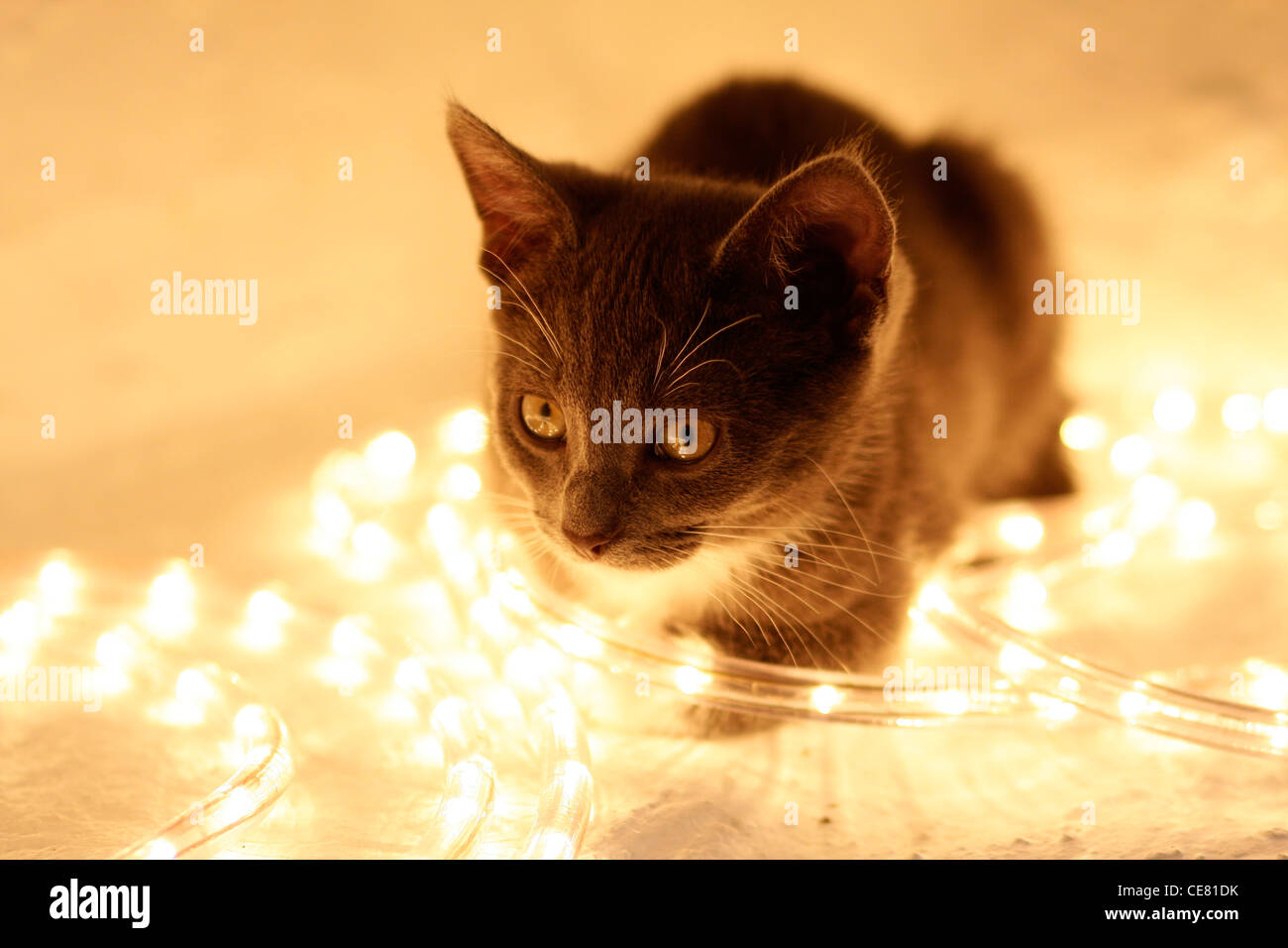 A grey kitten Stock Photo - Alamy
