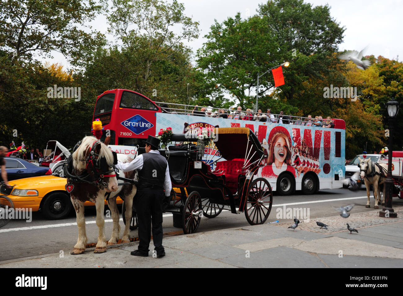 Autumn tree view sightseeing tour bus passing horse carriage and driver ...