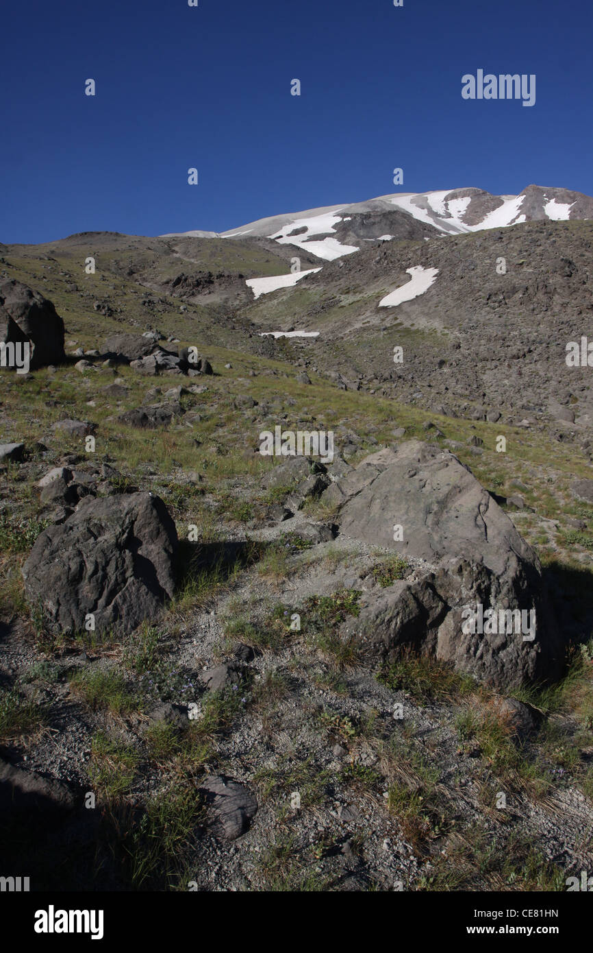 ash lava plant regrowth flower outside of crater Mount St Helens ...