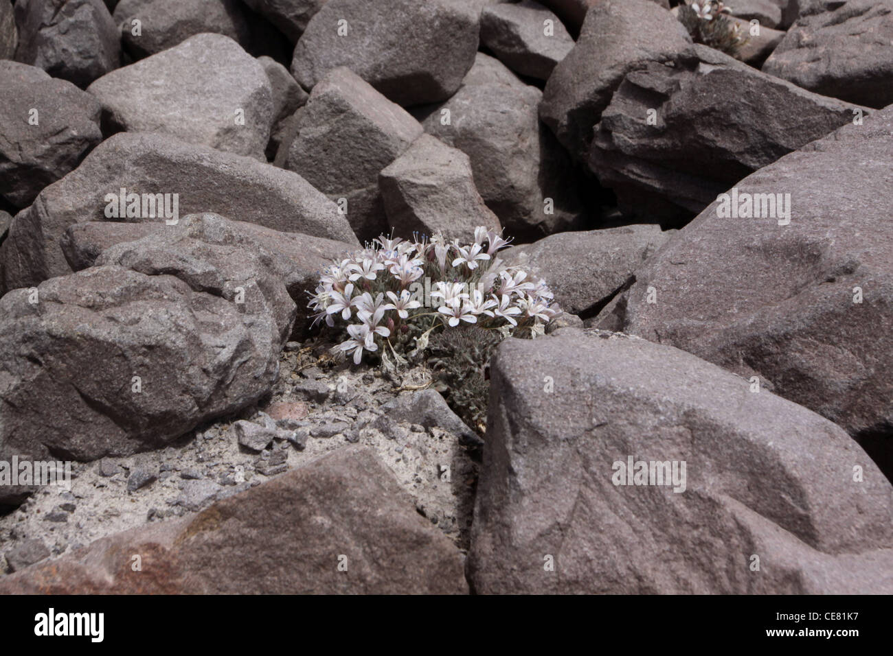 Lava flower hi-res stock photography and images - Alamy