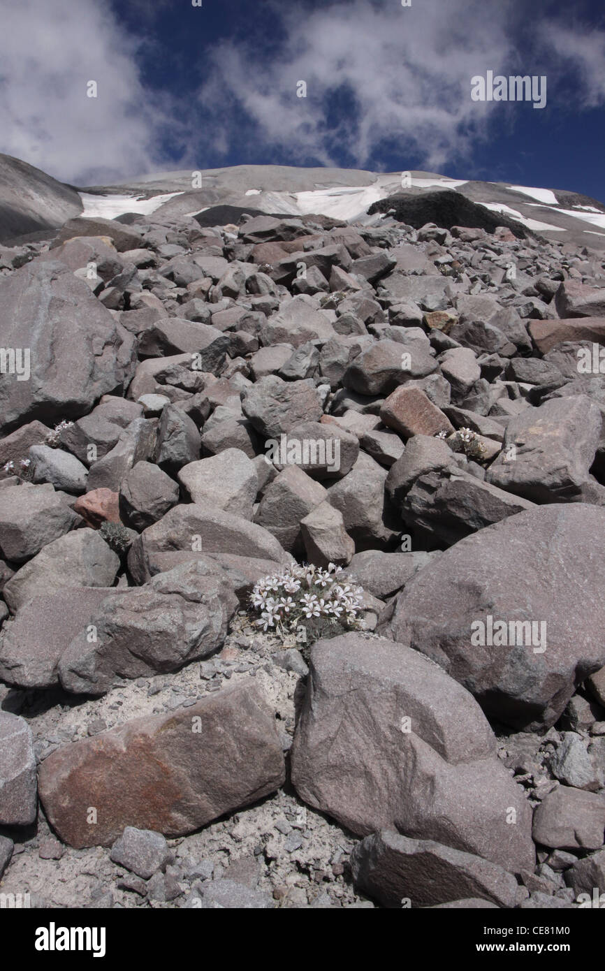 ash lava plant regrowth flower outside of crater Mount St Helens ...