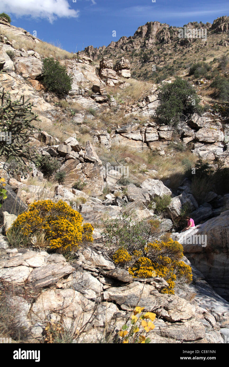 Hiker creek canyon Santa Catalina Natural Area mount Lemon Tucson ...