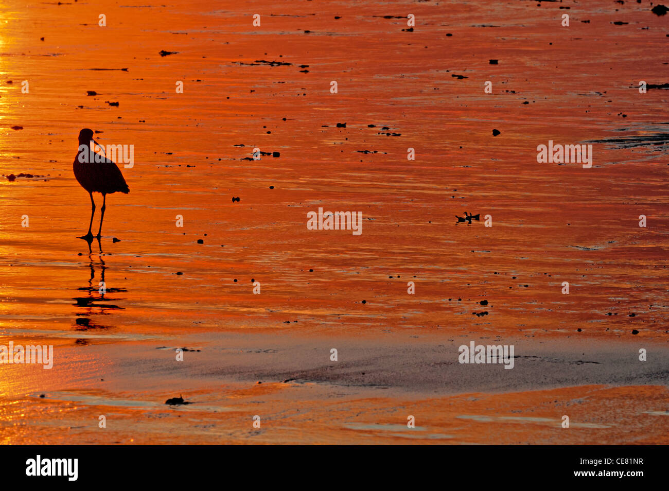 A sandpiper silhouette at sunset. Bacara Beach, Goleta, California ...