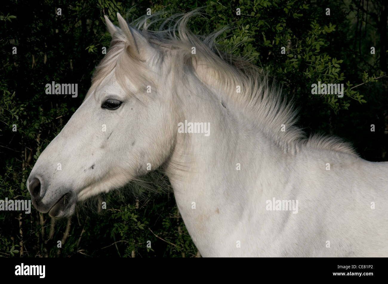 White Horse Side View