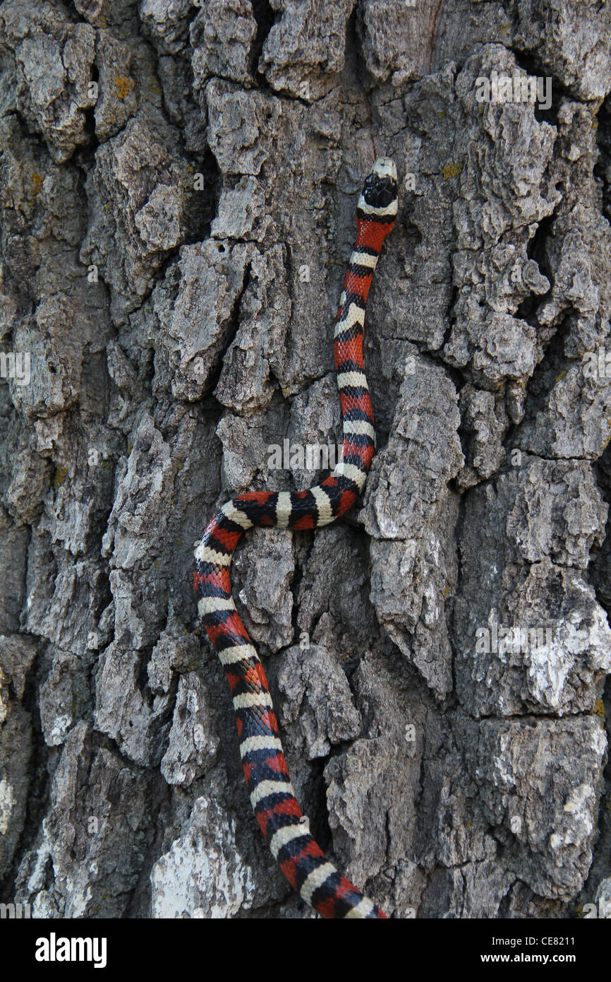 Sonoran Mountain Kingsnake climbing alligator juniper tree bark Santa ...