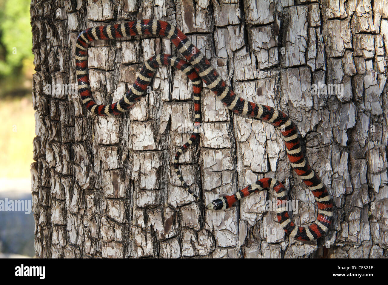 Sonoran Mountain Kingsnake climbing alligator juniper tree bark Santa ...