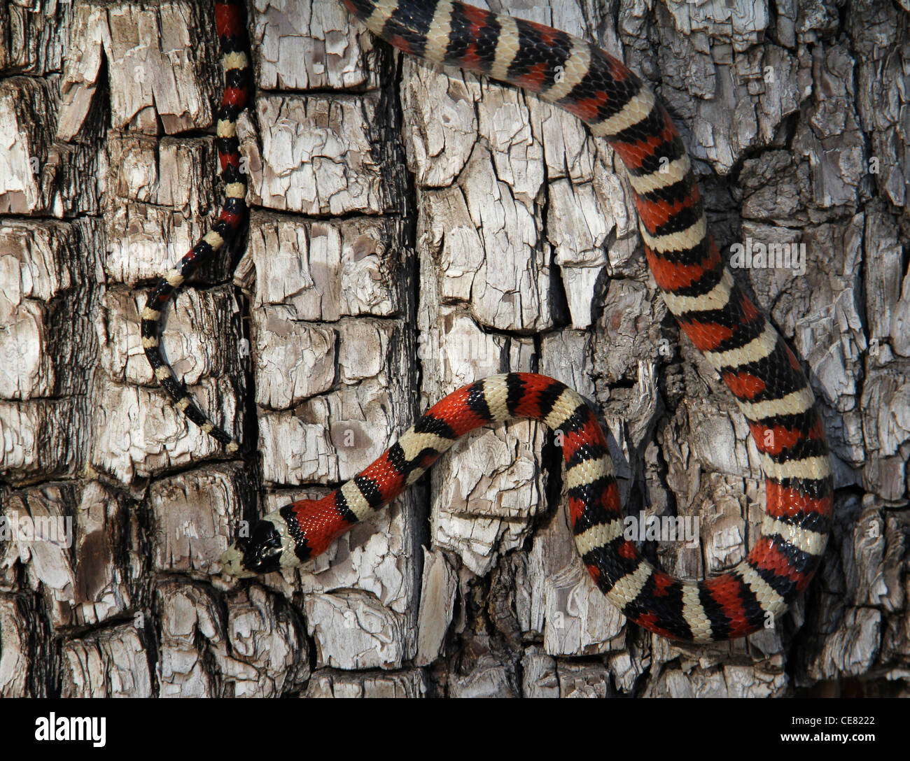 Sonoran Mountain Kingsnake climbing alligator juniper tree bark Santa ...