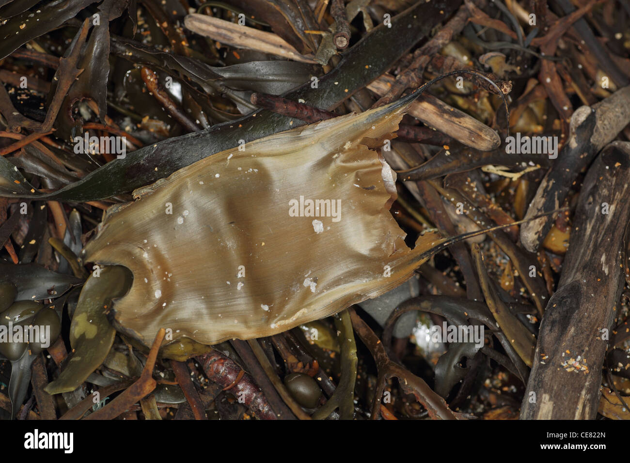Mermaid's purse hi-res stock photography and images - Alamy
