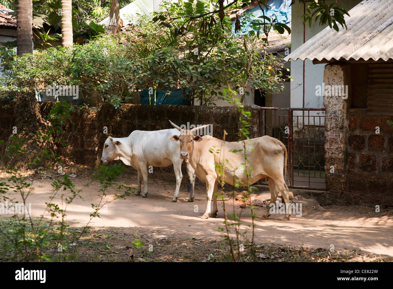 Traditional rural life in the village of Arpora, Goa Stock Photo - Alamy