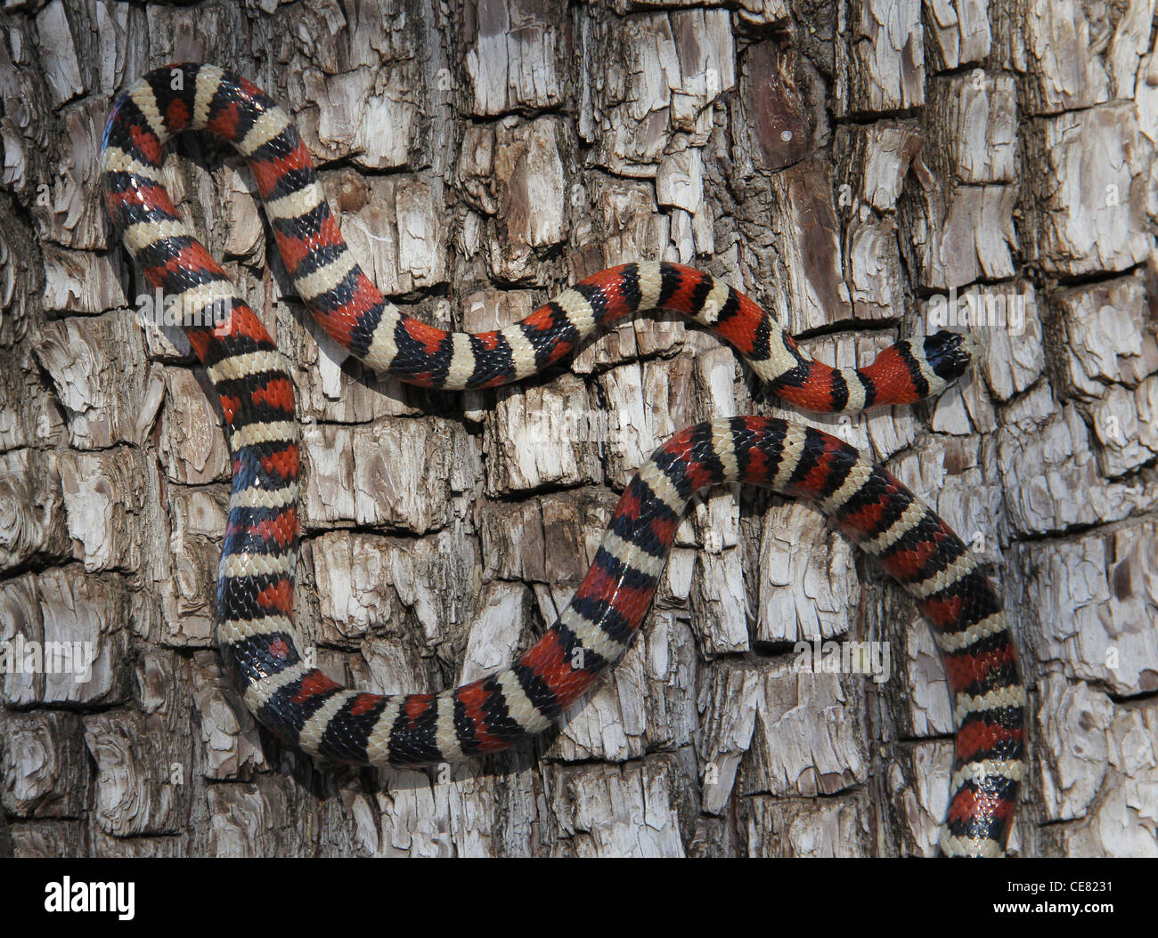 Sonoran Mountain Kingsnake climbing alligator juniper tree bark Santa ...