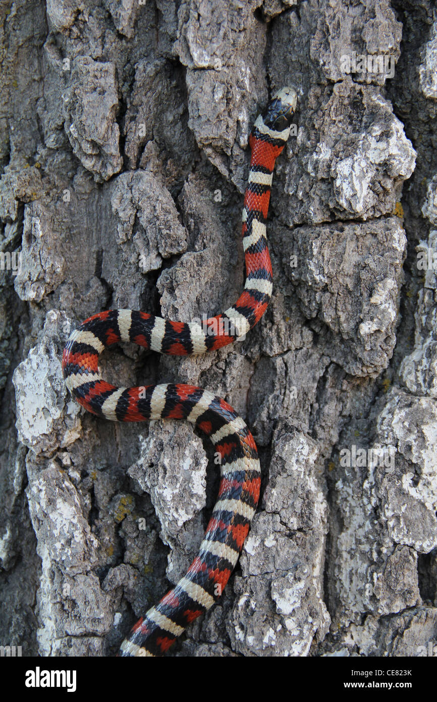 Sonoran Mountain Kingsnake climbing alligator juniper tree bark Santa ...