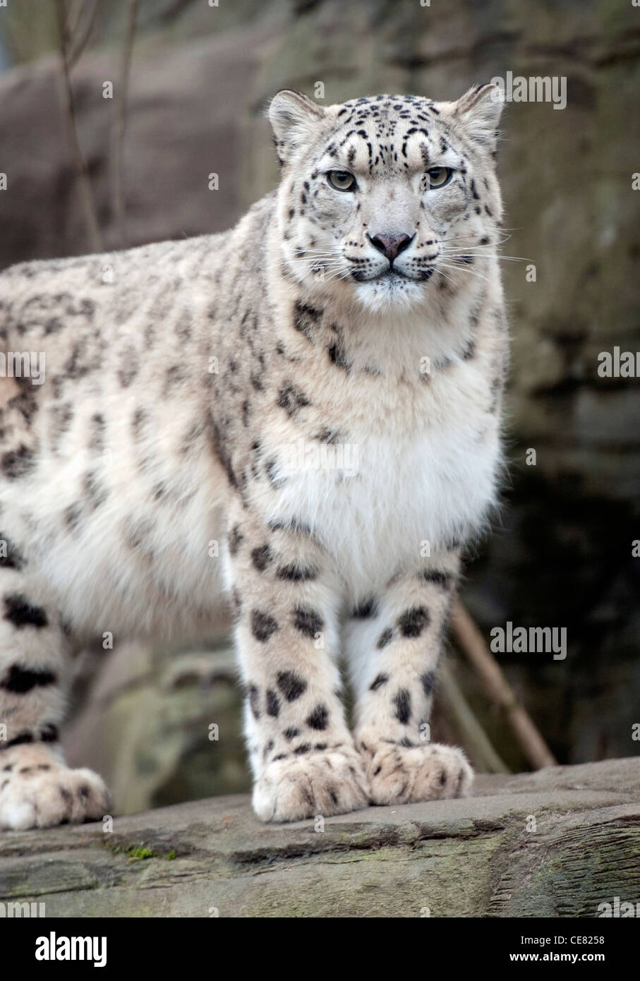 Female snow leopard hi-res stock photography and images - Alamy