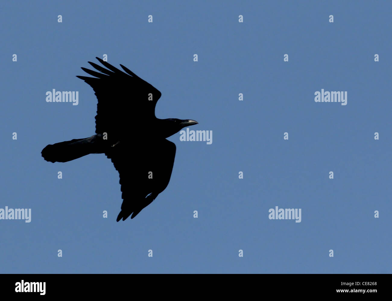 Raven hi-res stock photography and images - Alamy