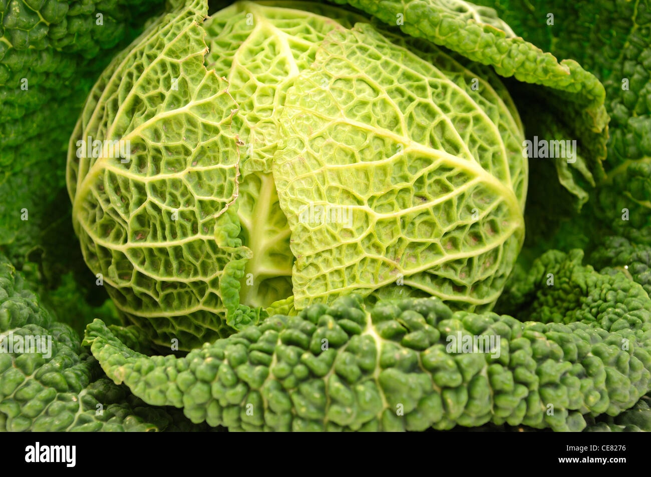 British Savoy Cabbage .Vegetables Stock Photo - Alamy