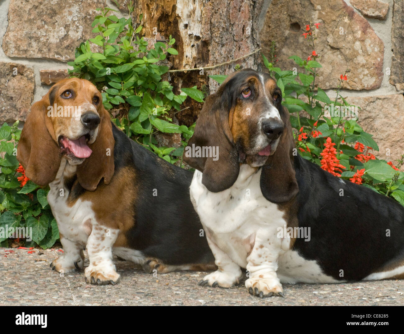 Two Bassett Hounds sitting together Stock Photo - Alamy