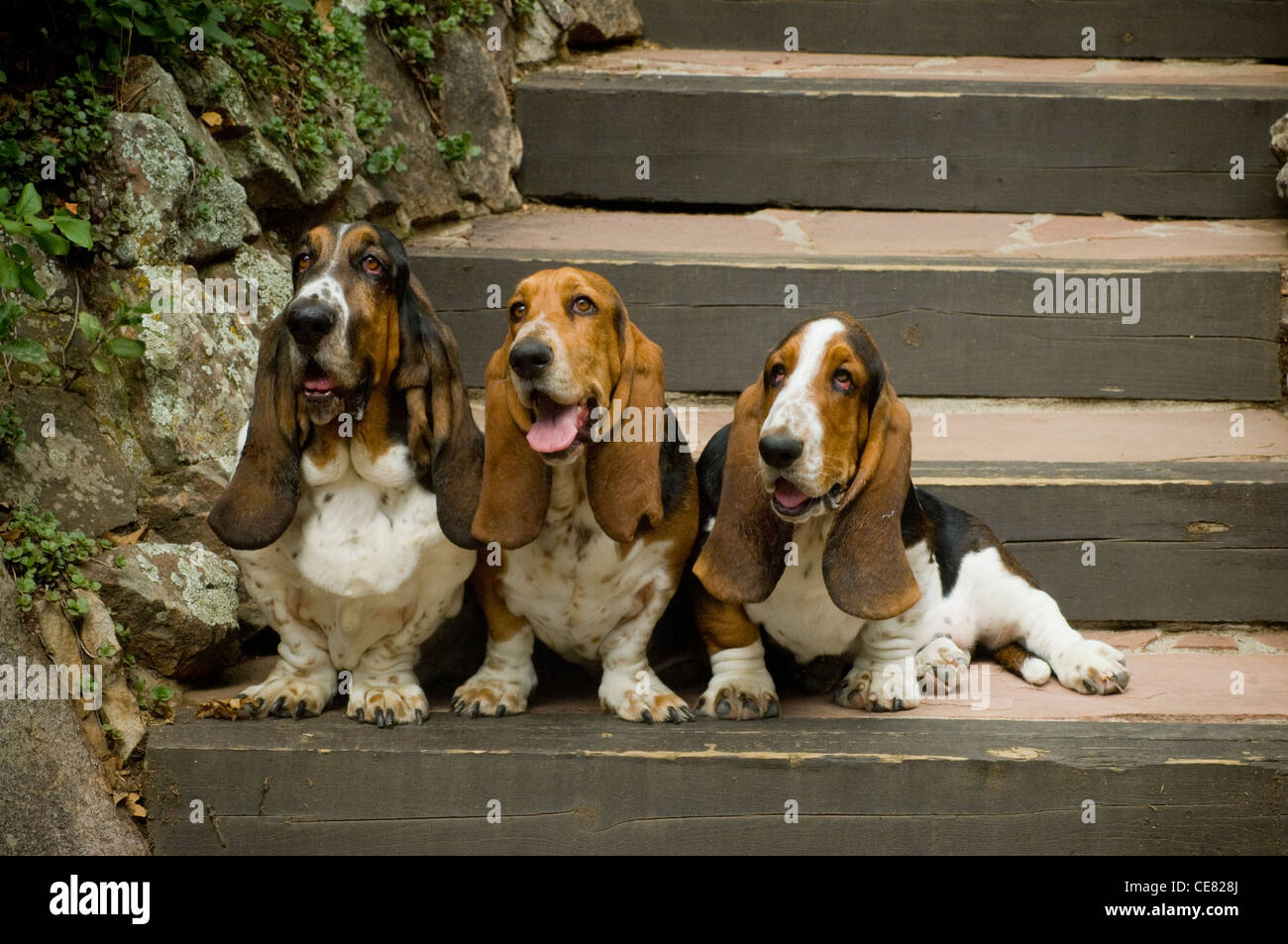 Three Bassett Hounds sitting together Stock Photo - Alamy