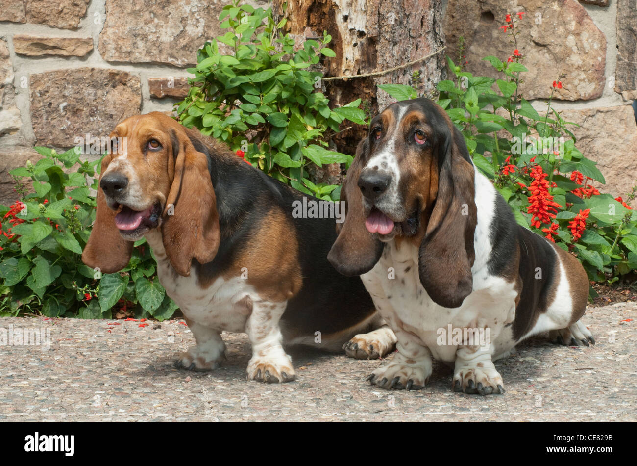 Two Bassett Hounds sitting together Stock Photo - Alamy