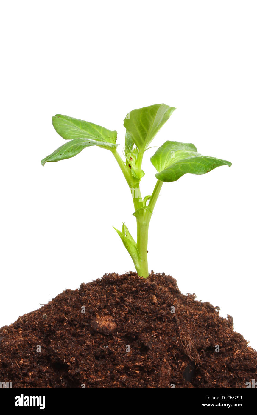 Seedling plant growing in a mound of compost against a white background ...