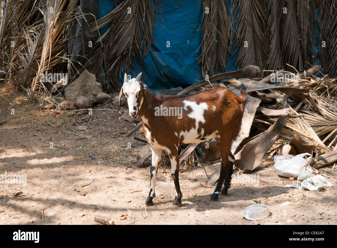 Arpora village hi-res stock photography and images - Alamy