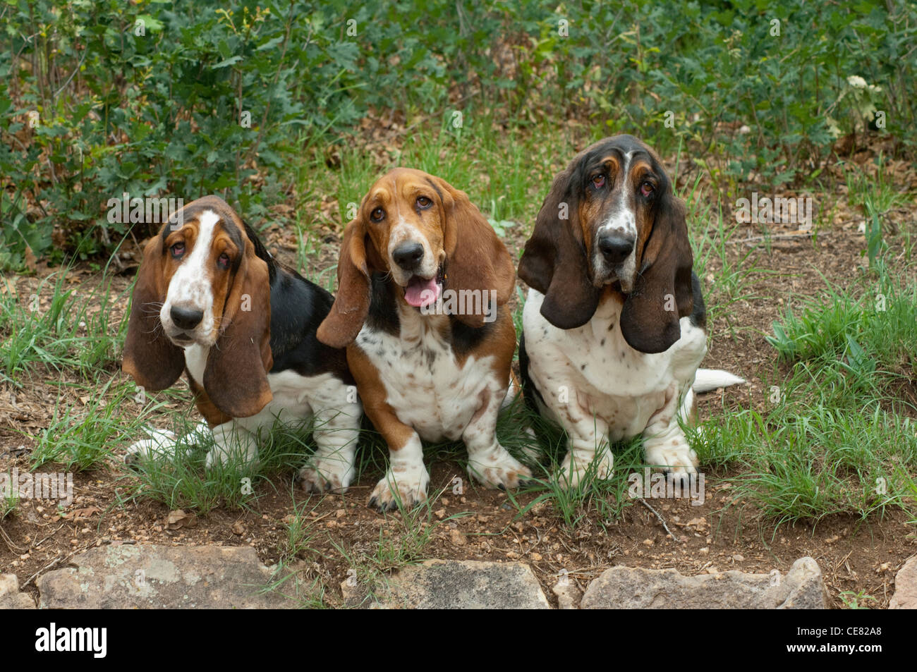 Three Bassett Hounds sitting together Stock Photo - Alamy