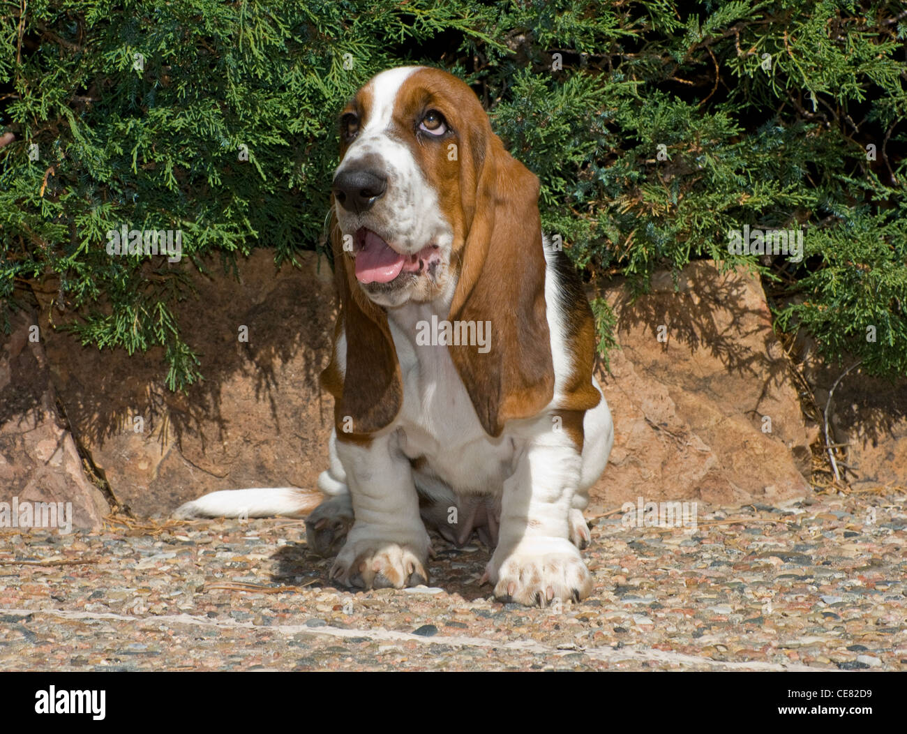Bassett hound puppy by greenery Stock Photo - Alamy