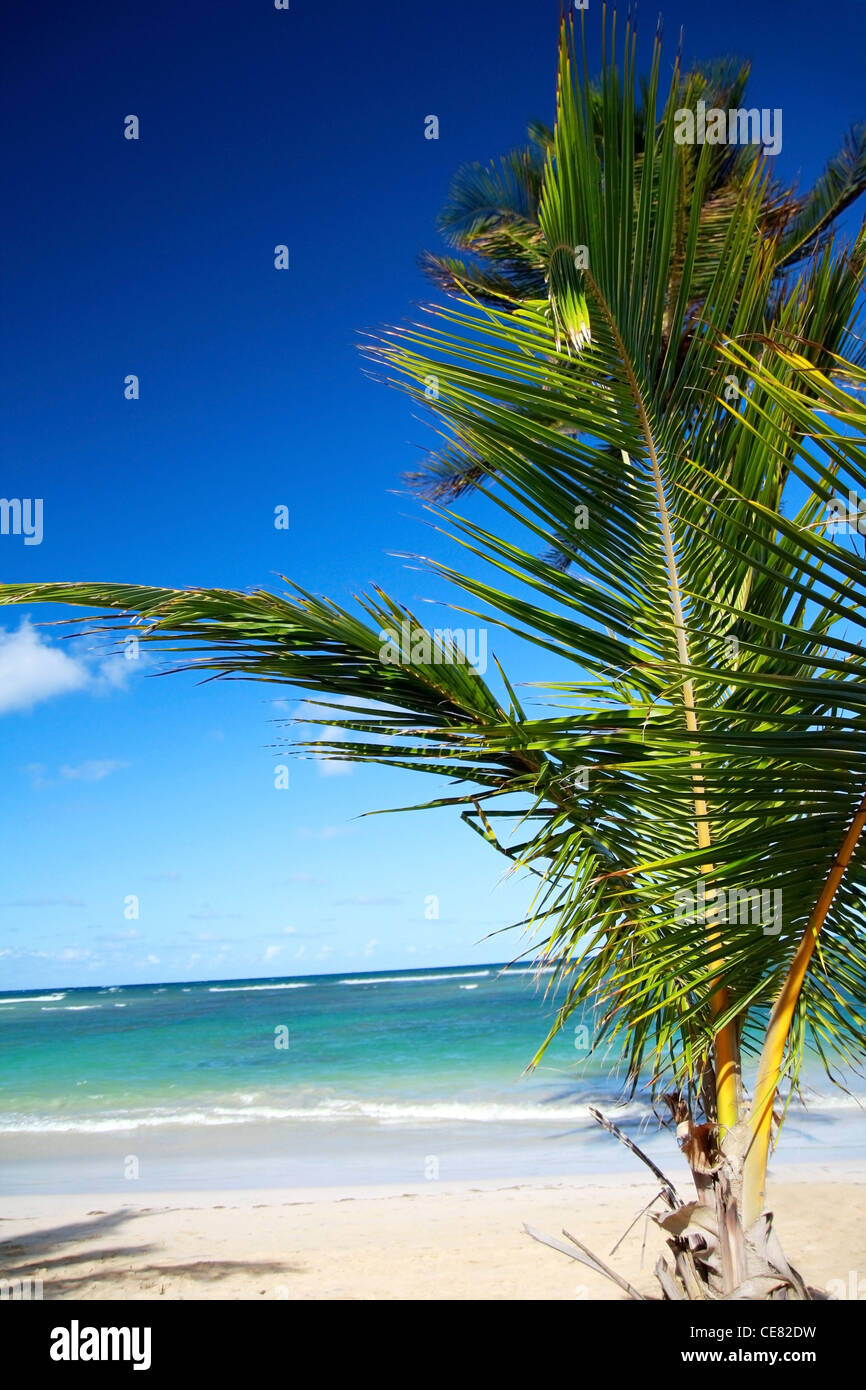 Young palm tree closeup Stock Photo - Alamy