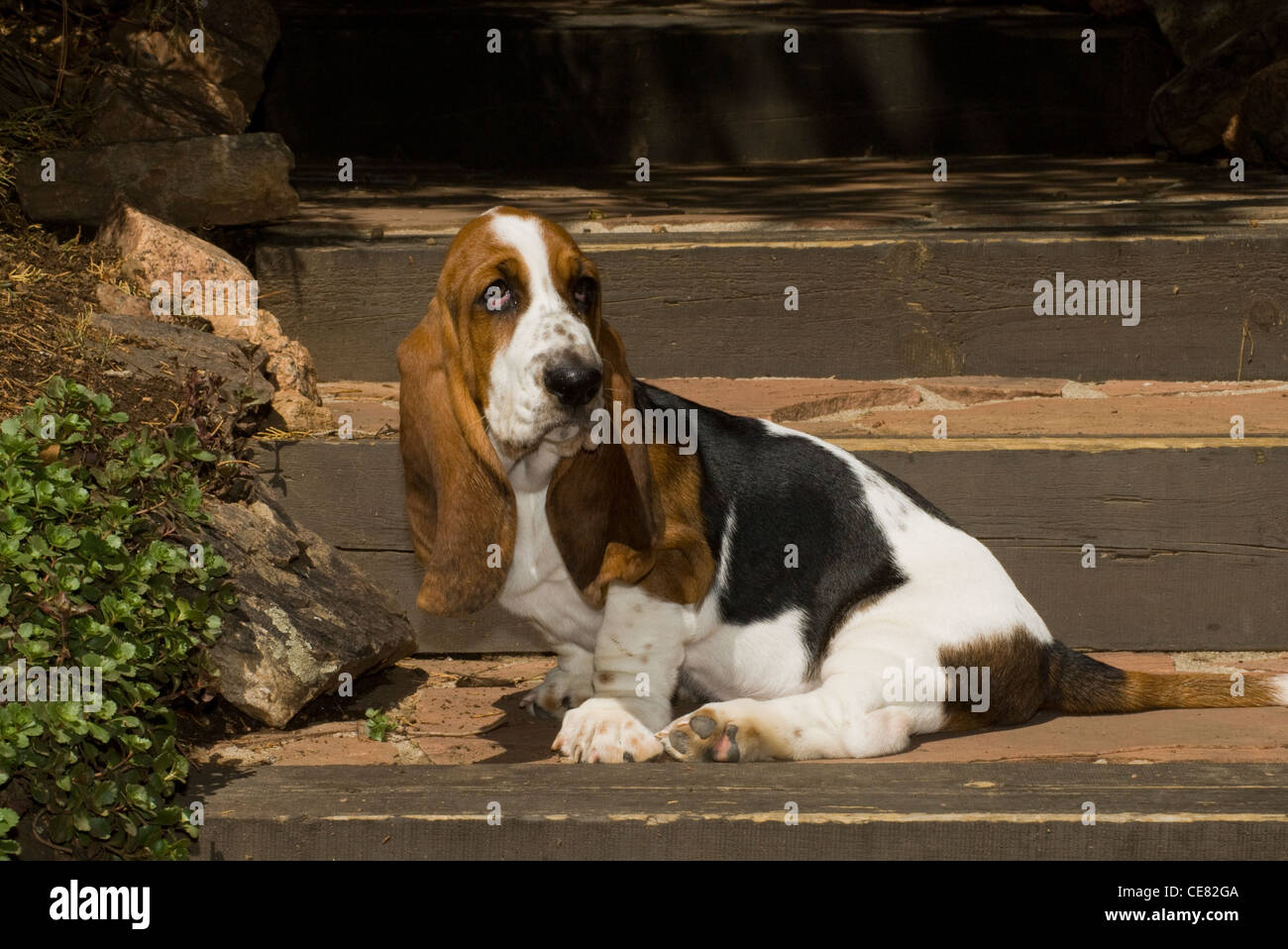 Bassett hound puppy on steps Stock Photo - Alamy