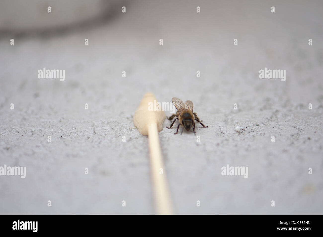 Bee eating Honey Stock Photo - Alamy