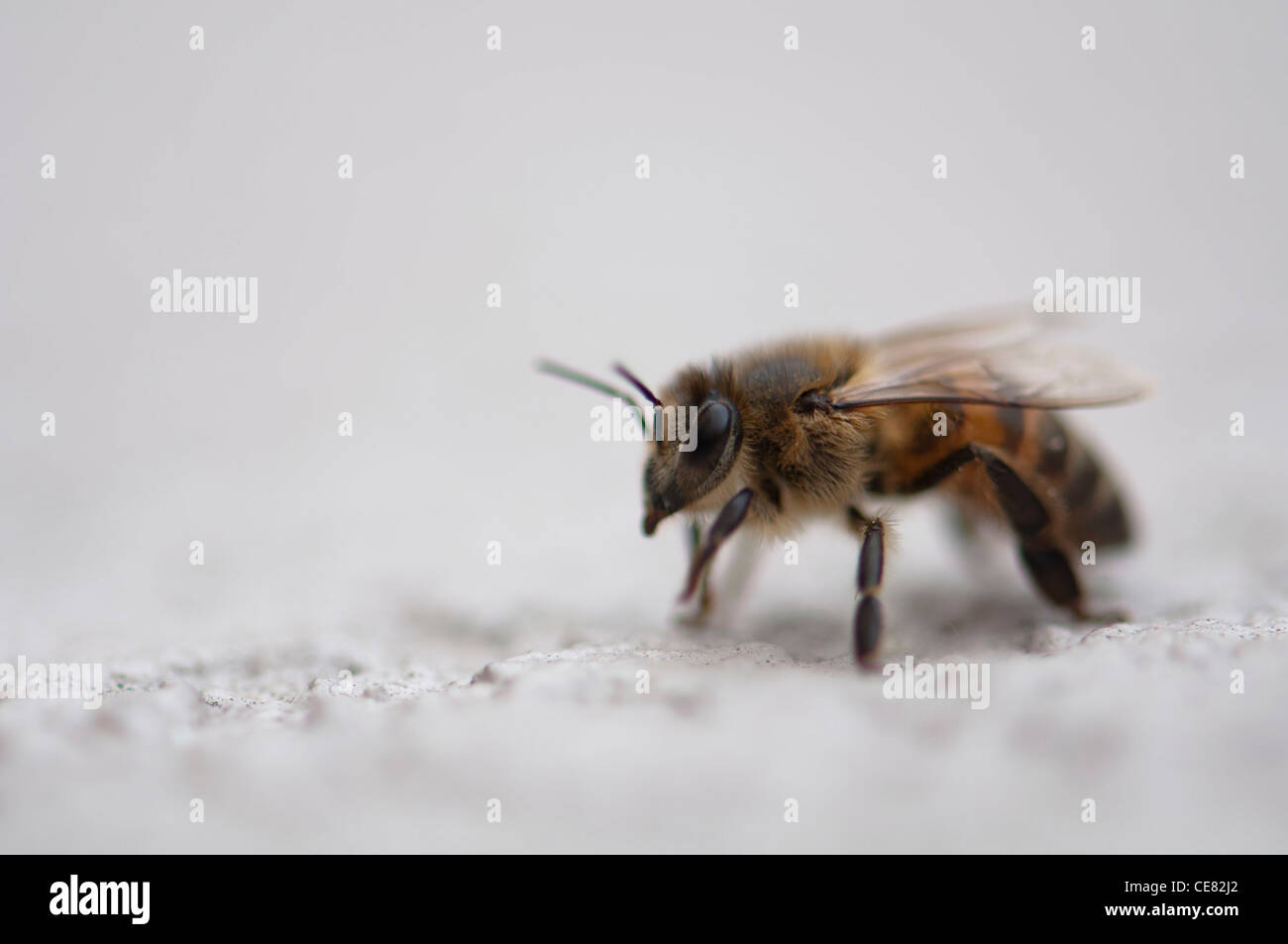 Bee close up Stock Photo - Alamy