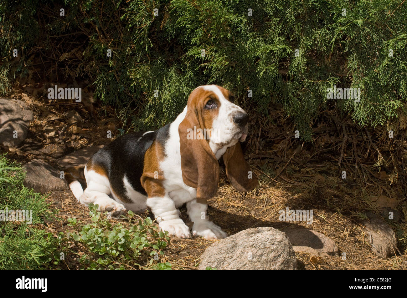 Bassett hound puppy by rock Stock Photo - Alamy