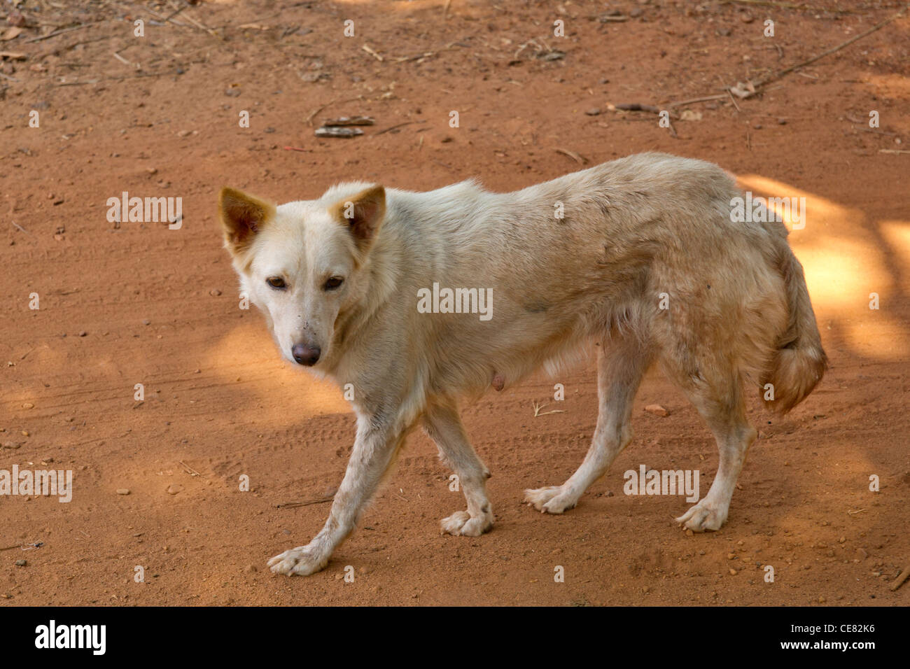 Traditional rural life in the village of Arpora, Goa Stock Photo - Alamy