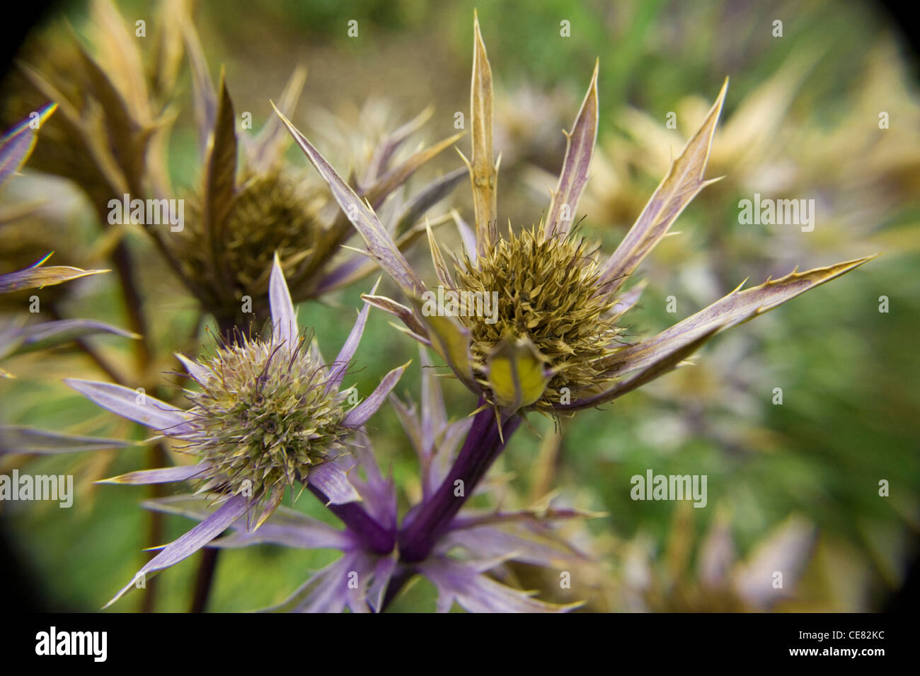 Prickly flowers hi-res stock photography and images - Alamy