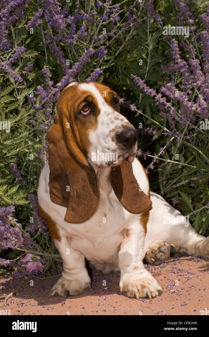 Bassett ears hi-res stock photography and images - Alamy