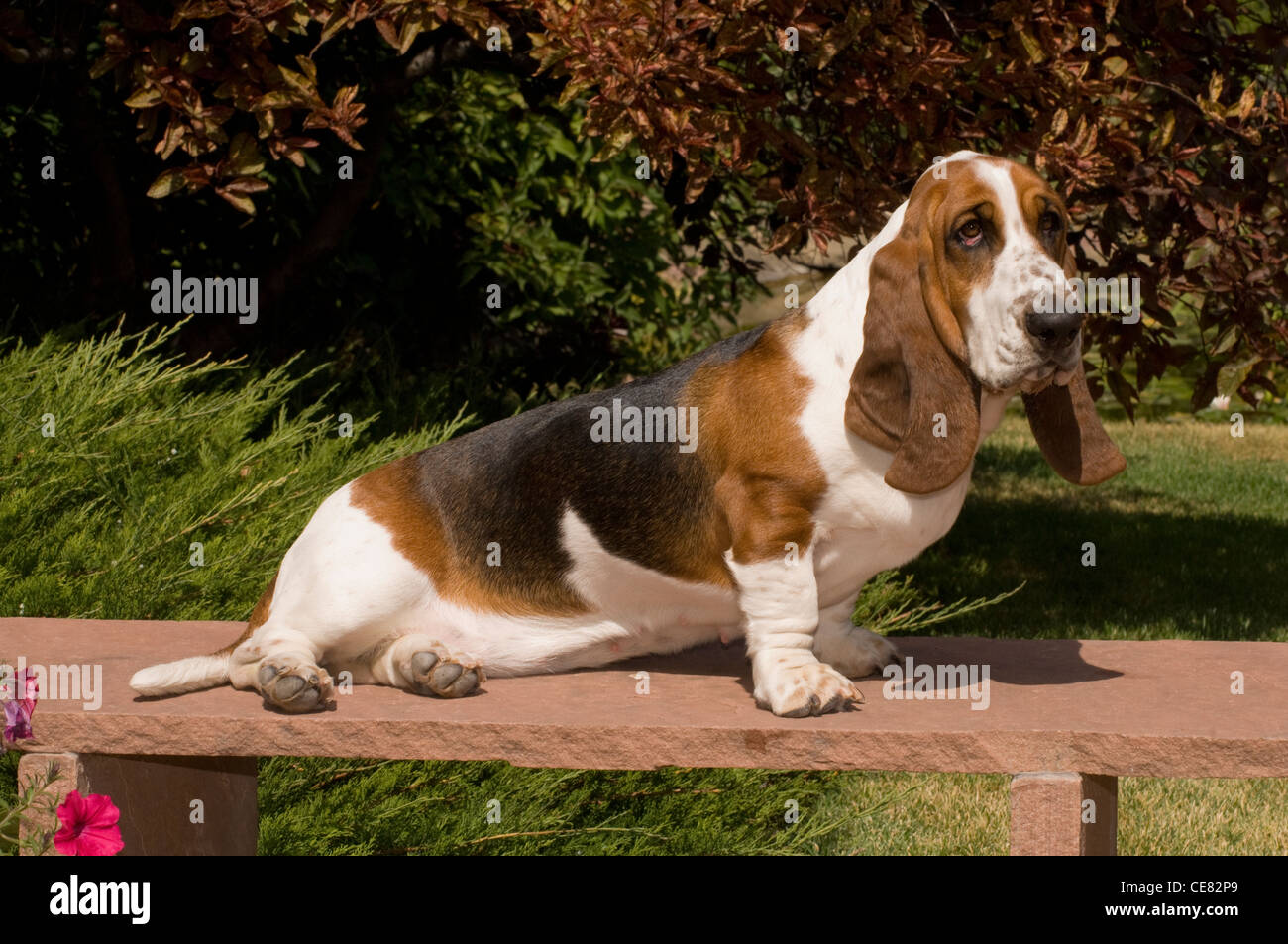 Bassett ears hi-res stock photography and images - Alamy