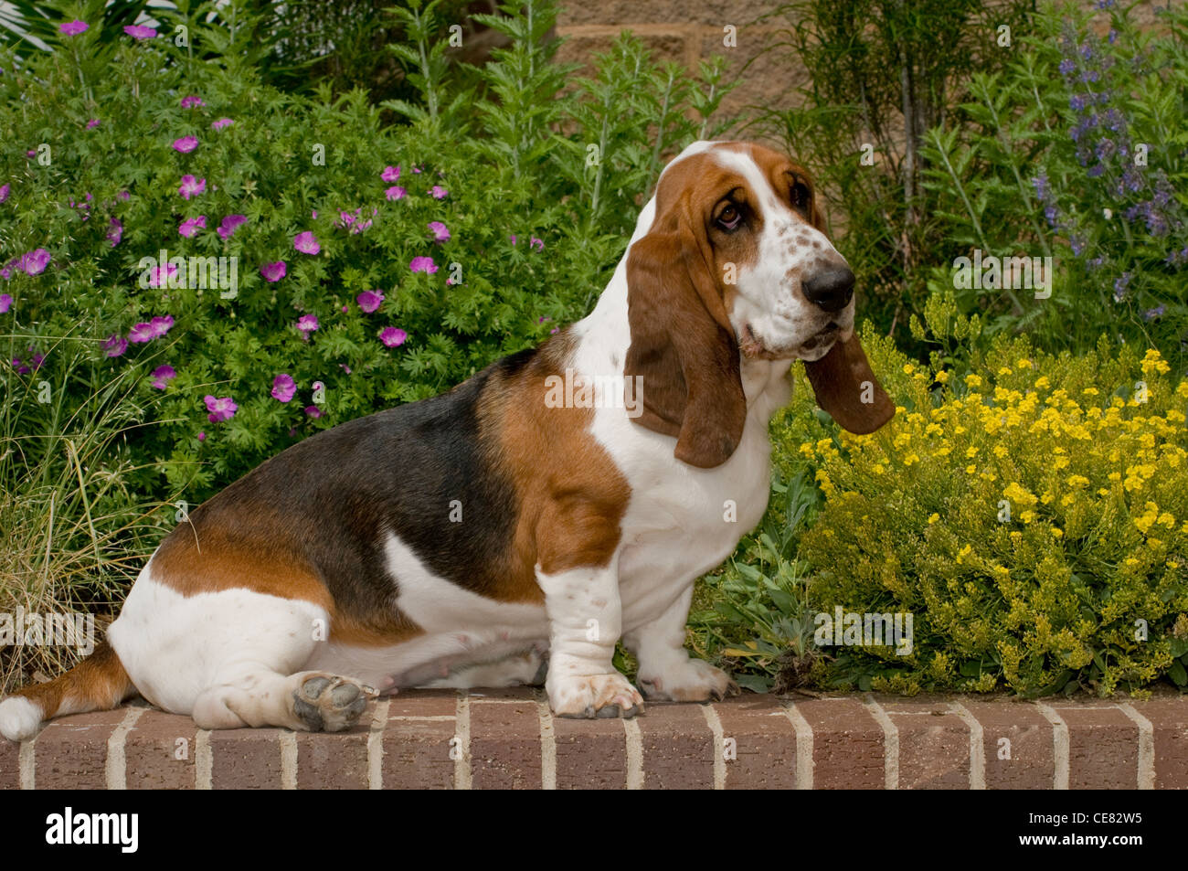 Basset hound on brick wall with flowers behind Stock Photo - Alamy